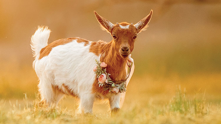 Meet Hazel: Winner of our pet photo contest! - Owensboro Parent Magazine