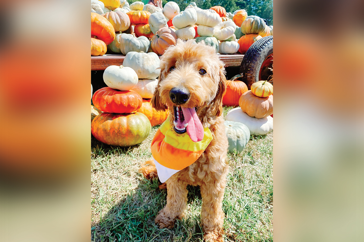 Your Ultimate Fall Bucket List - Owensboro Parent Magazine